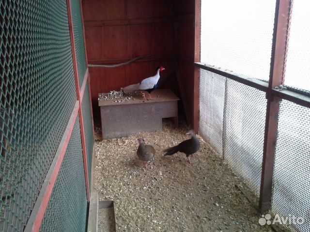 Самец серебряного фазана