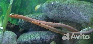 Каламоихты (Тростниковая рыба-змея)