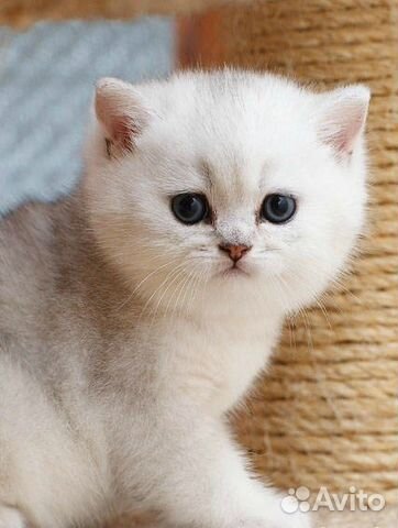 Британские котята серебристой шиншиллы