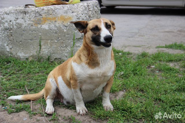 Звоночек в ваш дом