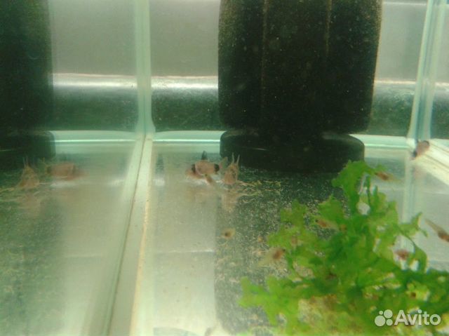 Коридорасы панда, джули, штерба, венесуэла оранж