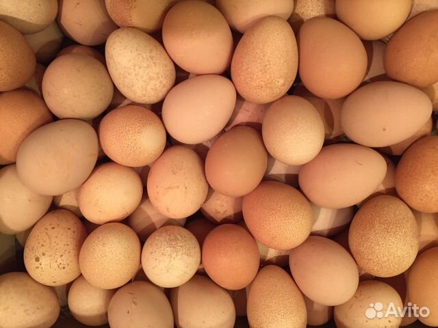 Цесариное инкубационное яйцо
