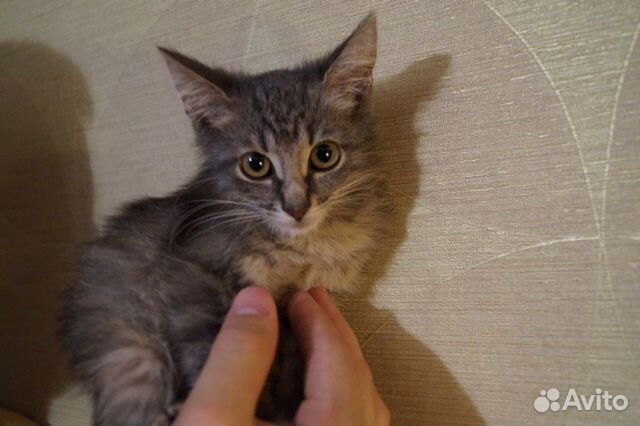 Плюшевая, роскошная мурчалка Лея- красивый котенок