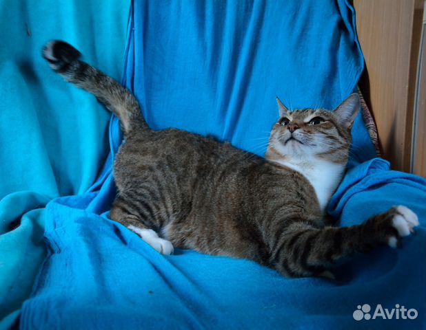 Девочка-красавица ищет любящих хозяев