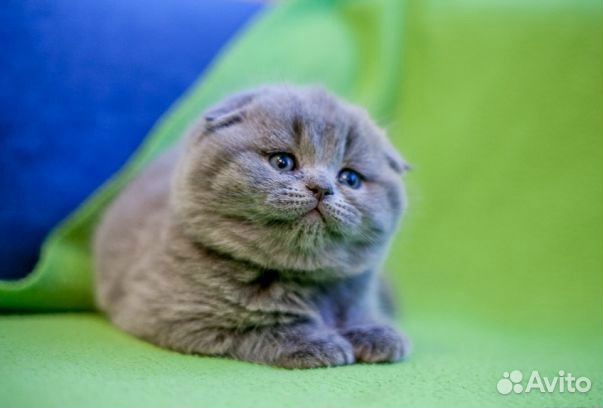Вислоухие котята