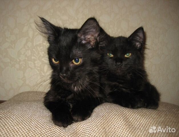 Черныши - малыши, пуховые котята в любящие руки