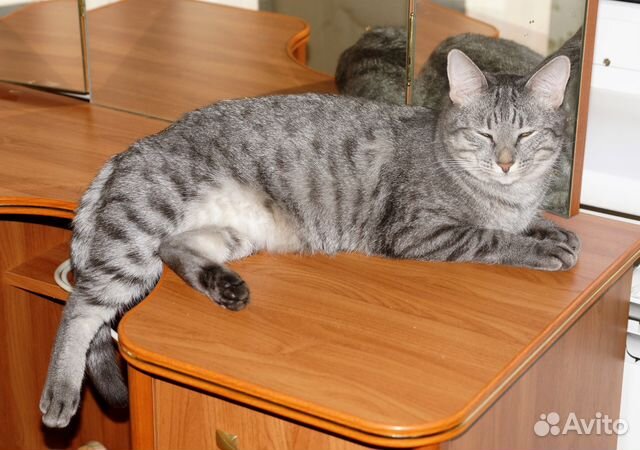 Замечательный котик Ванечка