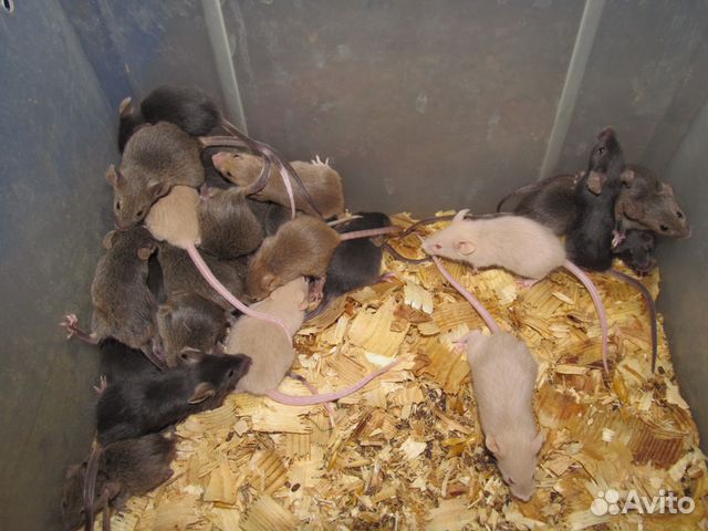 Кормовые объекты (мыши, крысы)