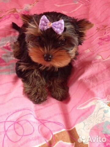 Шикарные щеночки йоркширский терьер