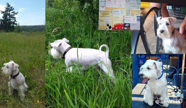 Белый цверг для вязки