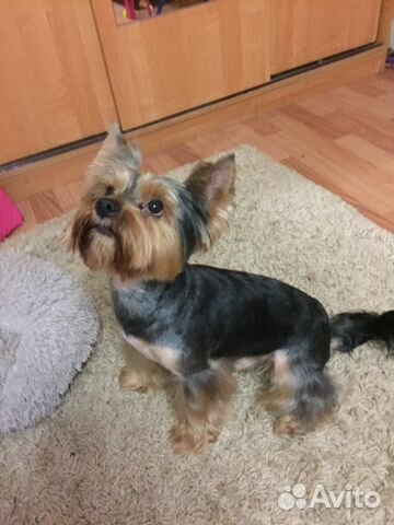 Ищем даму сердца, Вязка