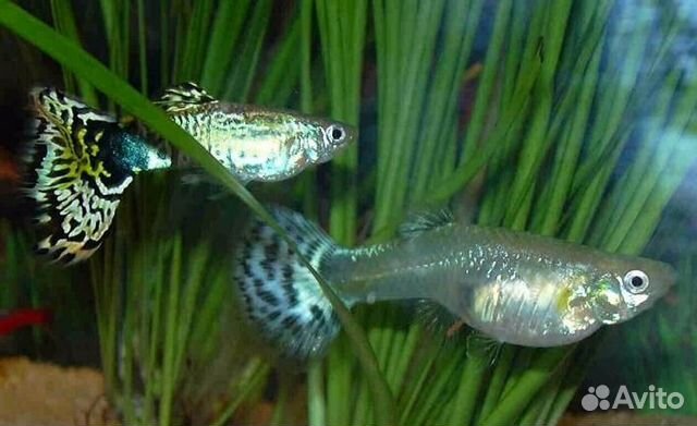 Гуппи 10 штук за