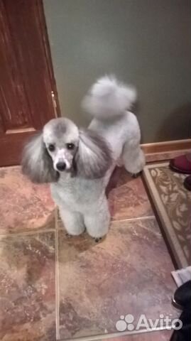 Ждем в гости девочку бесплатно