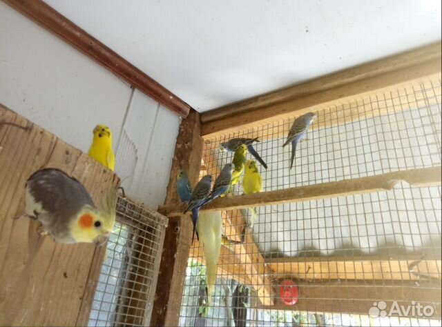 Волнистые молодеж