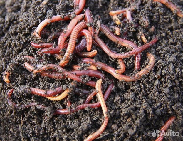 Продам червей