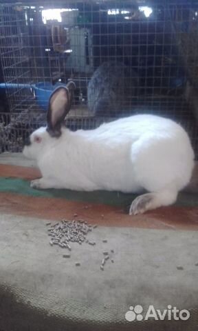 Калифорнийцы