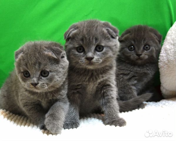 Шотландские. Кошечки и коты