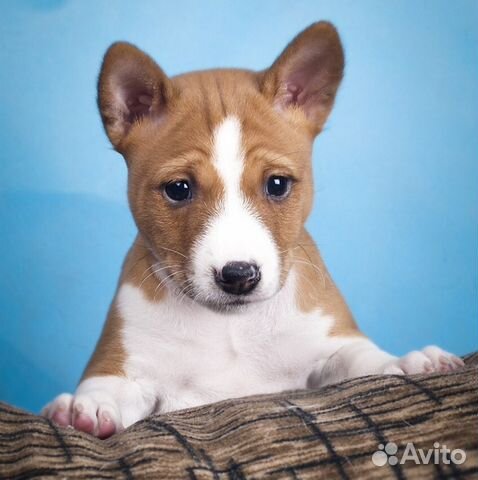 "Африканские Молчуны", щенки выращенные с любовью