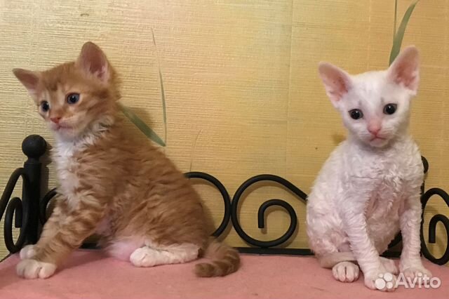 Друзья и компаньоны в доме) Кудрявые котята)