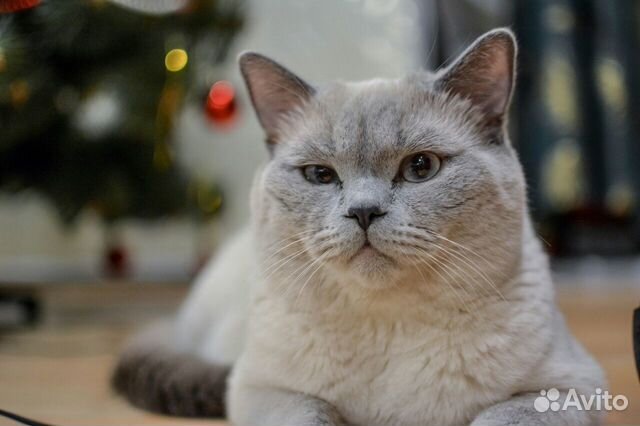 Шотландский кот ждет невест на вязку