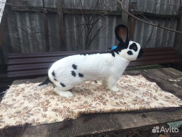 Кролики строкачи