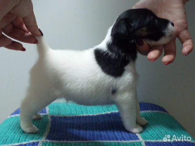 Щенки фокстерьера