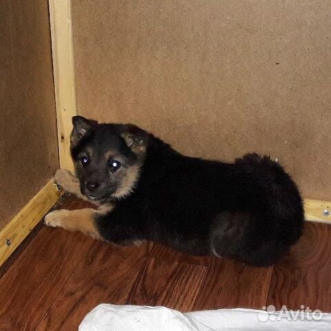 Щенок-малютка в добрые руки