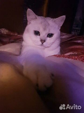 Котик шотландский шиншилла приглашает на вязку