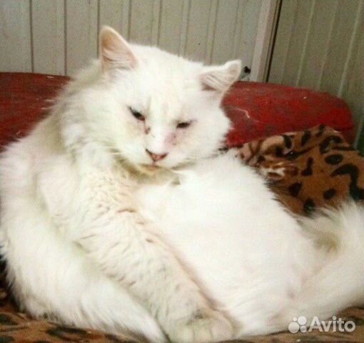 Кот Пушок ищет дом