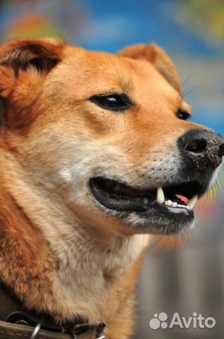 Астра ждет хозяина