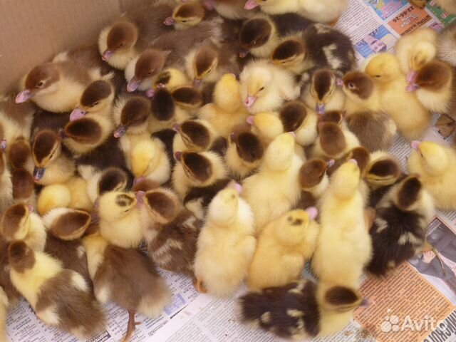 Суточные индоутята