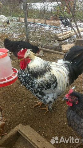 Петухи