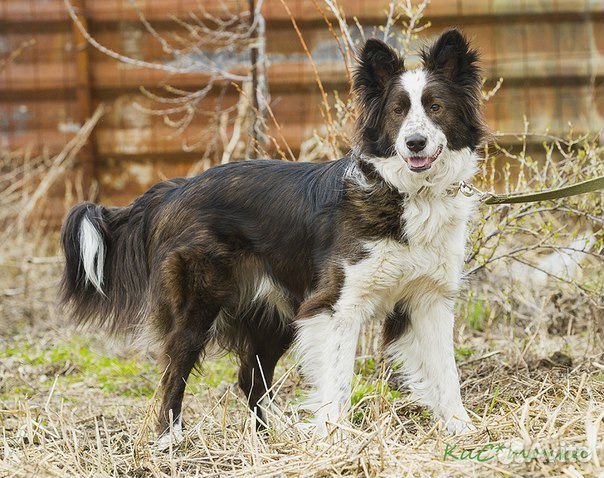 Пес Жужик ищет своего хозяина