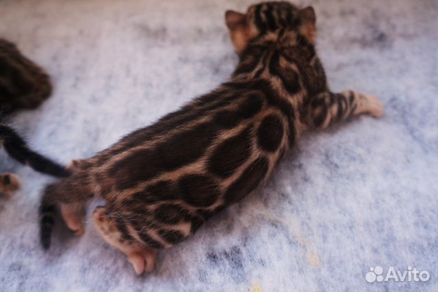 Бронирование бенгальских котят