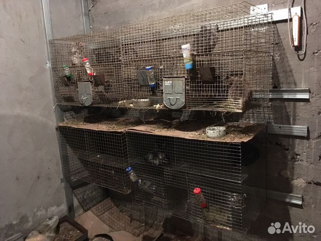 Шиншиллы мини ферма шиншилла