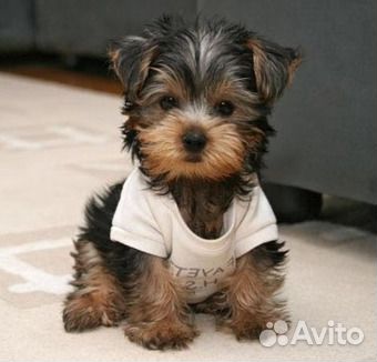 Йоркширский терьер