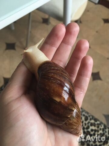 Улитка ахатина альбино боди 8 см