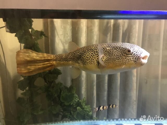 Тетрадон Мбу