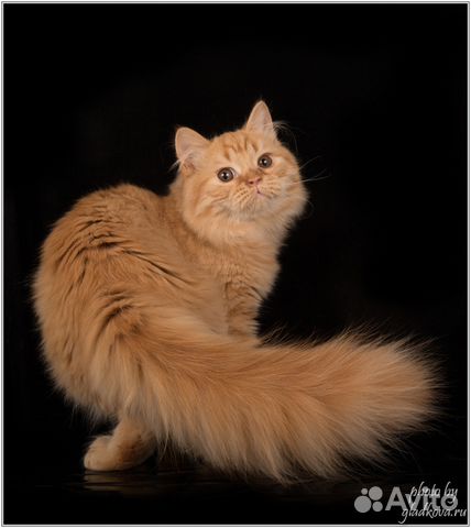 Яркий шотландский котик