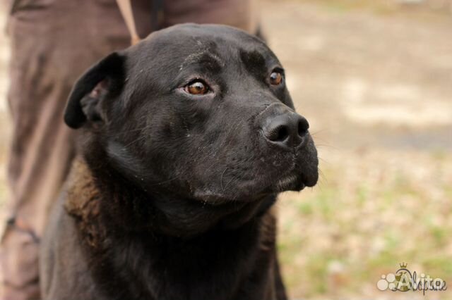Статный, добрый красавчик Пупыркин