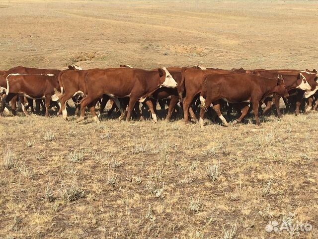 Крупнорогатый скот