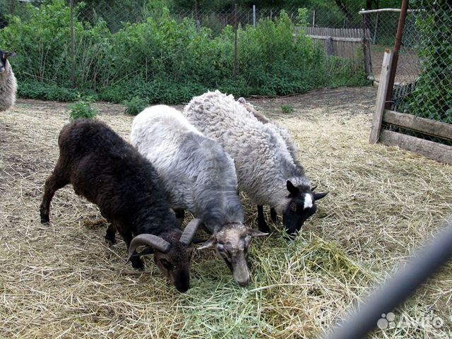 Продаются овцы