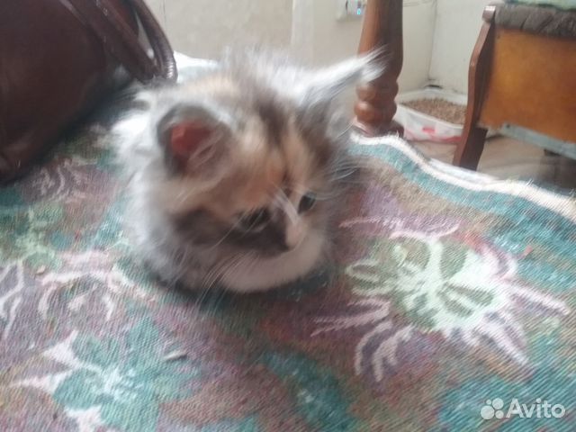 Красотульки кошечки, очень мелкие