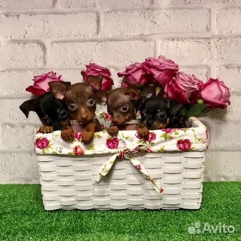 Крошки В лукошке