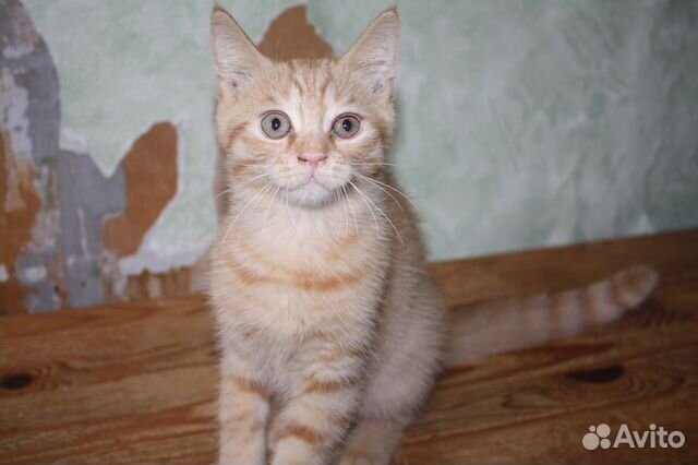 Прямоухий кот 5 мес
