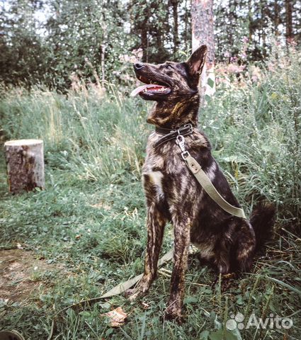 Собака с редким красивым окрасом ищет дом