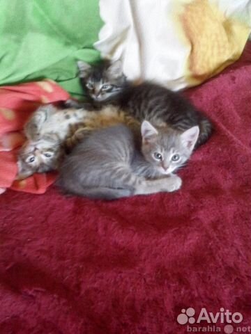 Котята в добрые руки
