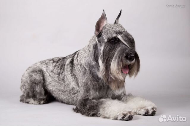 Щенок миттельшнауцера