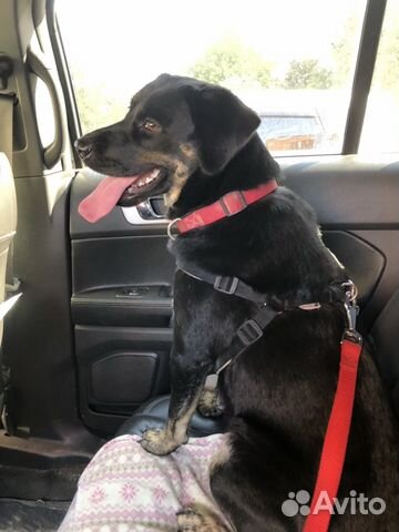 Собака в дар