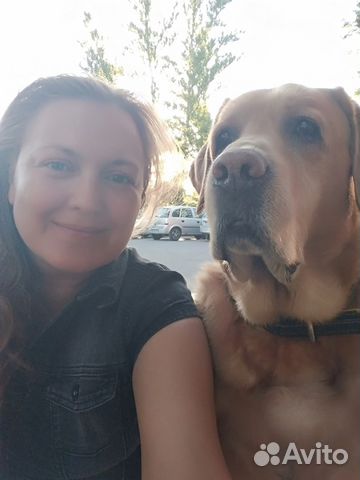 Вязка. Продолжение династии. Лабрадор